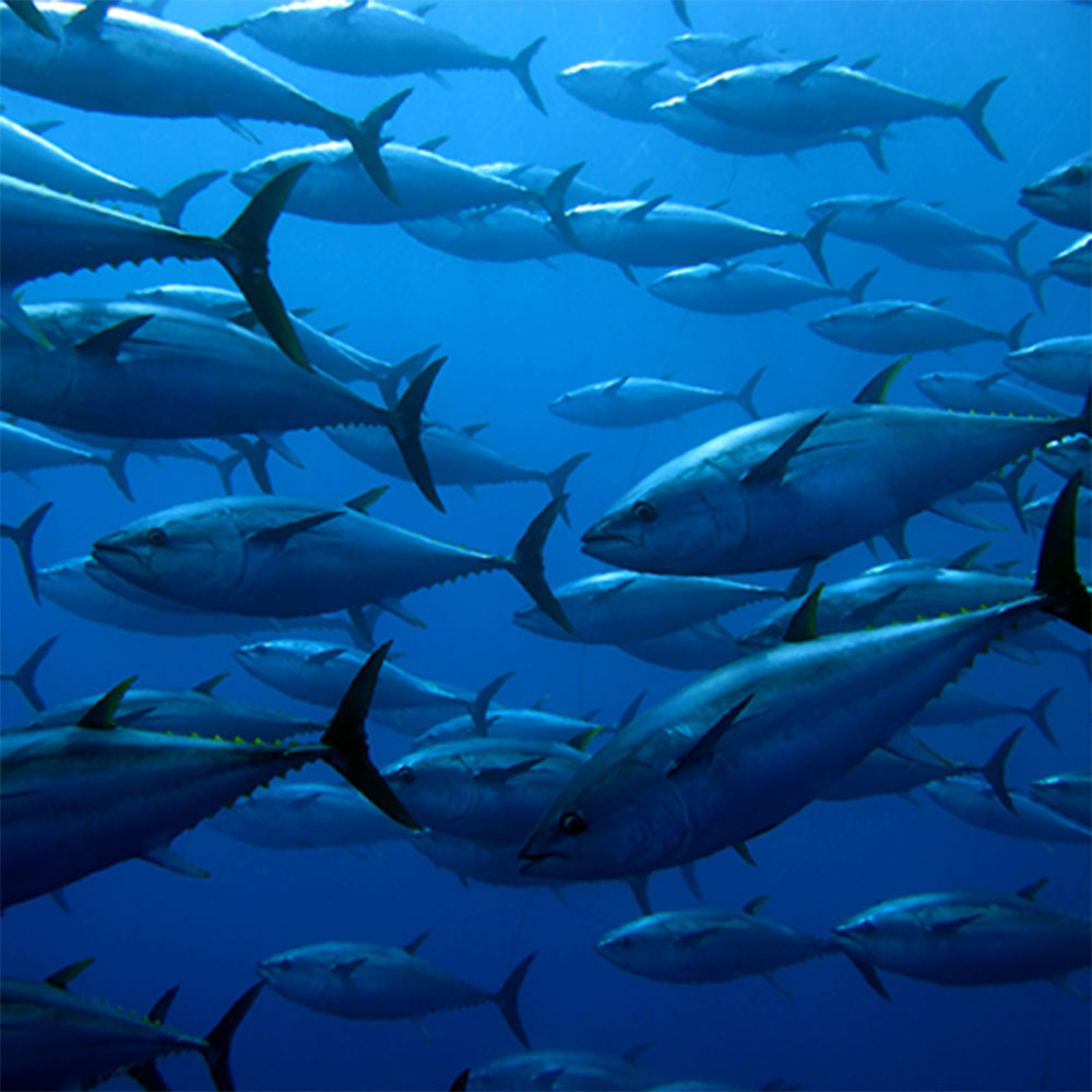 Deep Sea - Big White Freestyle